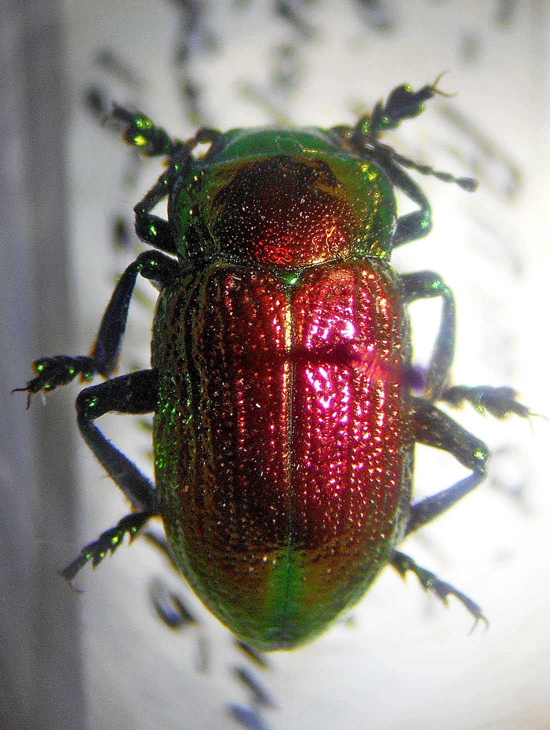 Meet the Beetles: Stunning Museum Specimens from London | Live Science