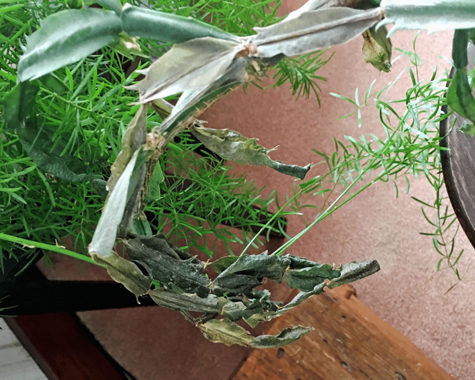 Revive A Limp, Wilting Christmas Cactus To Blooming Vitality ...