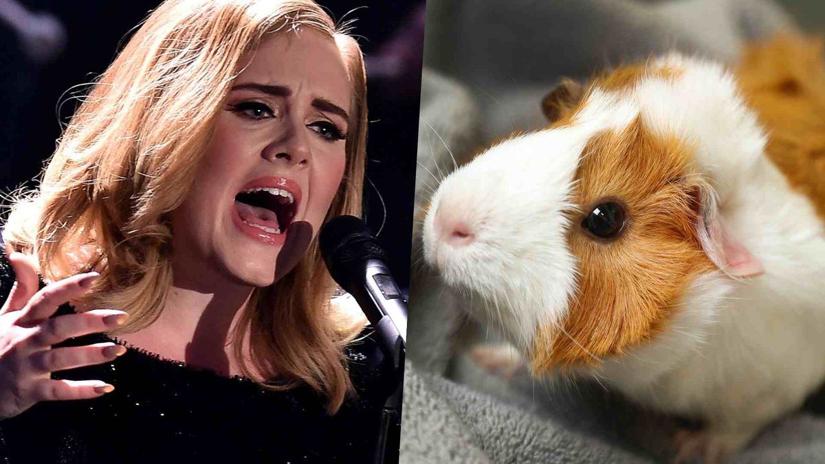 Scientists just made guinea pigs listen to Adele for seven days… and ...