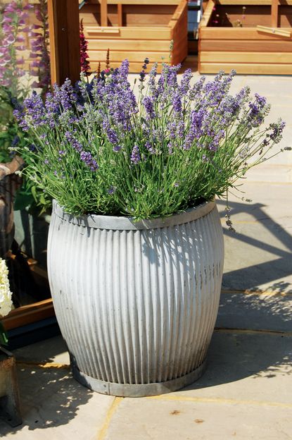 How to grow and care for lavender: in borders and containers | Homes ...