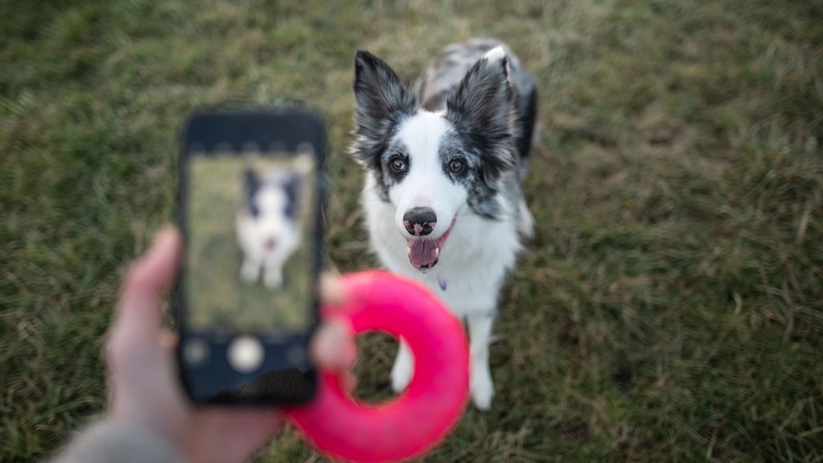 This is how I trained my dog to pose perfectly for pictures | PetsRadar