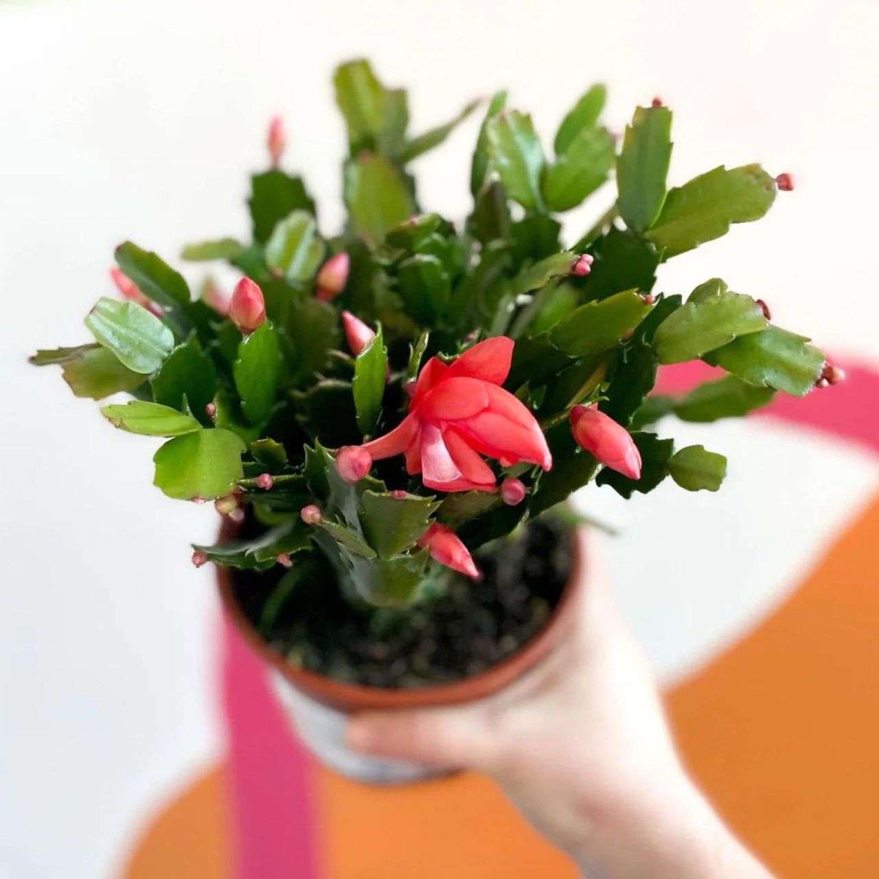 How to perk up a droopy Christmas cactus | Ideal Home