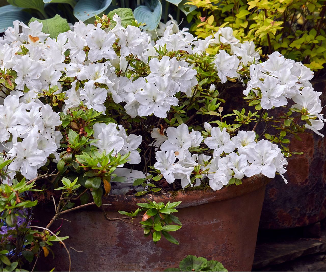 Best white flowering trees and shrubs for pots: 5 varieties | Homes and ...