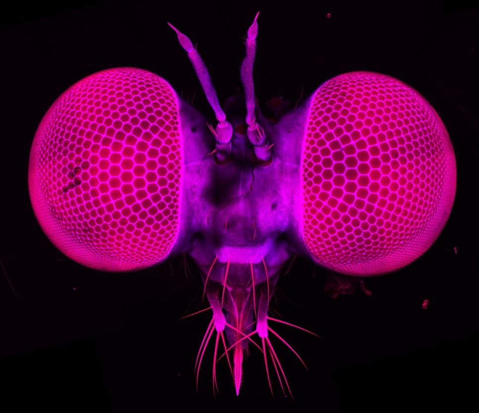 In Photos: Amazing Fly Eyes | Live Science
