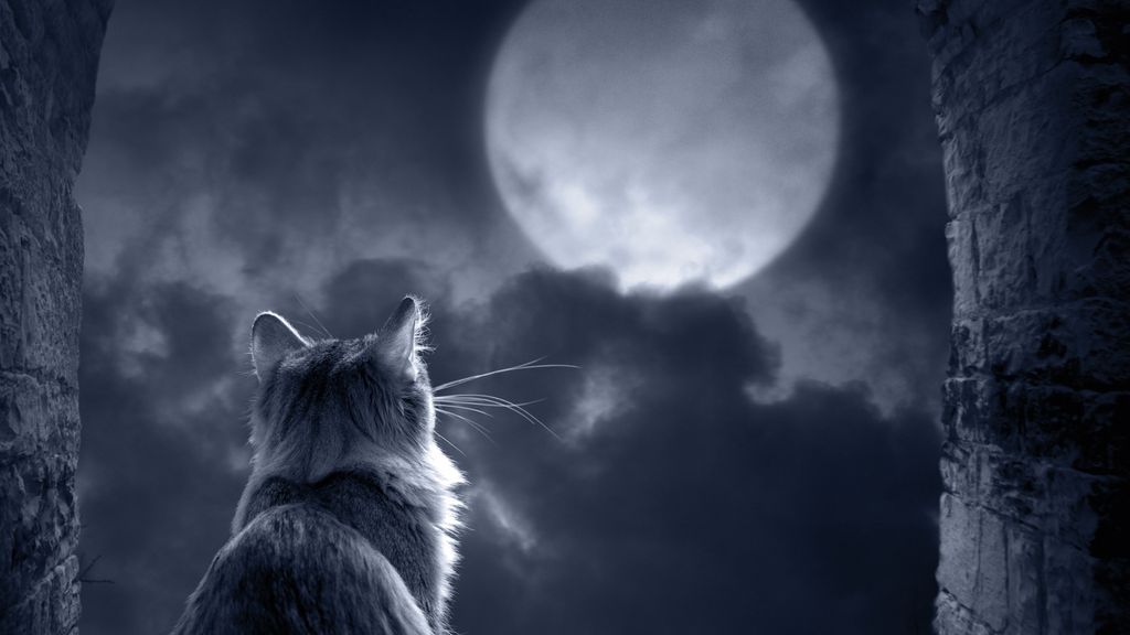 32 of the most famous cats | PetsRadar
