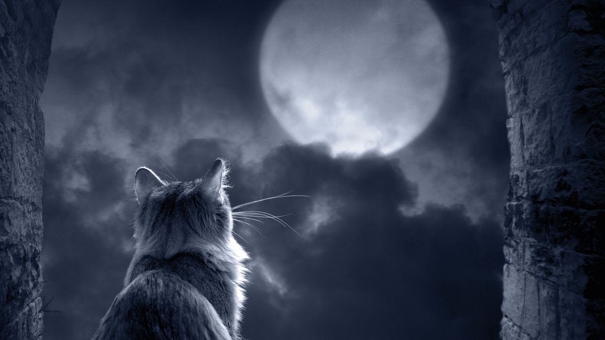 32 of the most famous cats | PetsRadar