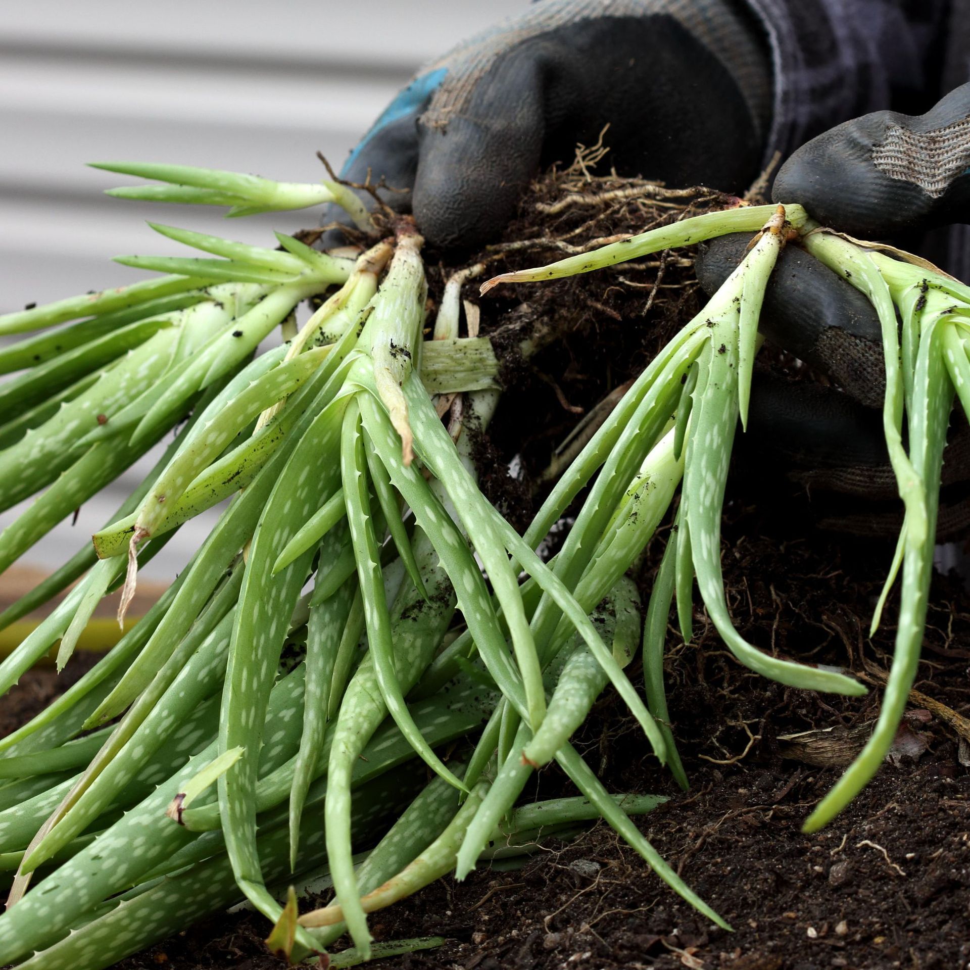 How to propagate aloe vera: a step-by-step guide | Ideal Home