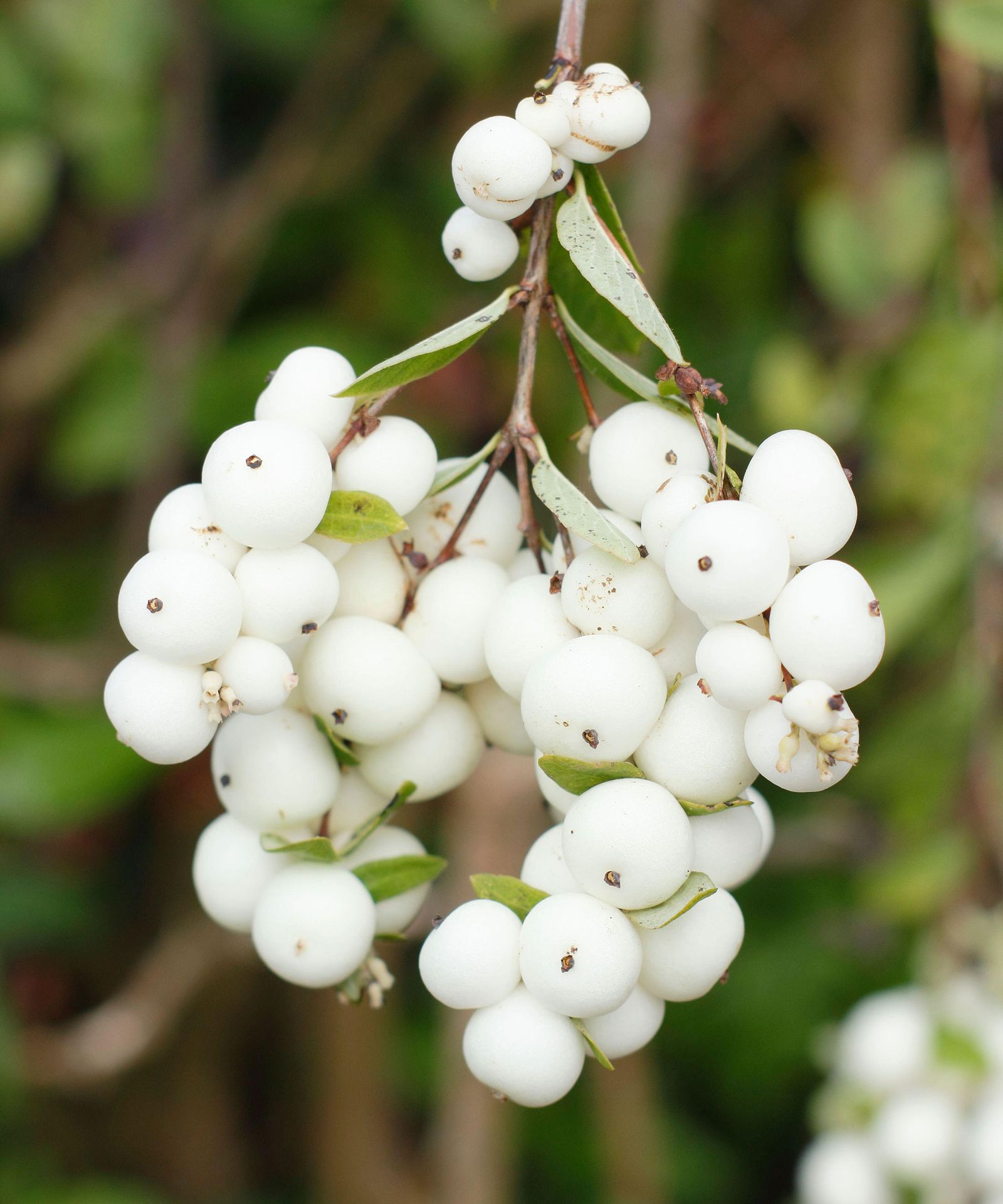 Shrubs with berries: 15 of the best varieties | Gardeningetc