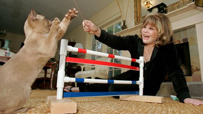 32 activities to do with your cat | PetsRadar