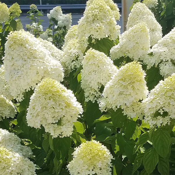 How to grow a hydrangea tree, including expert pruning tips | Homes and ...