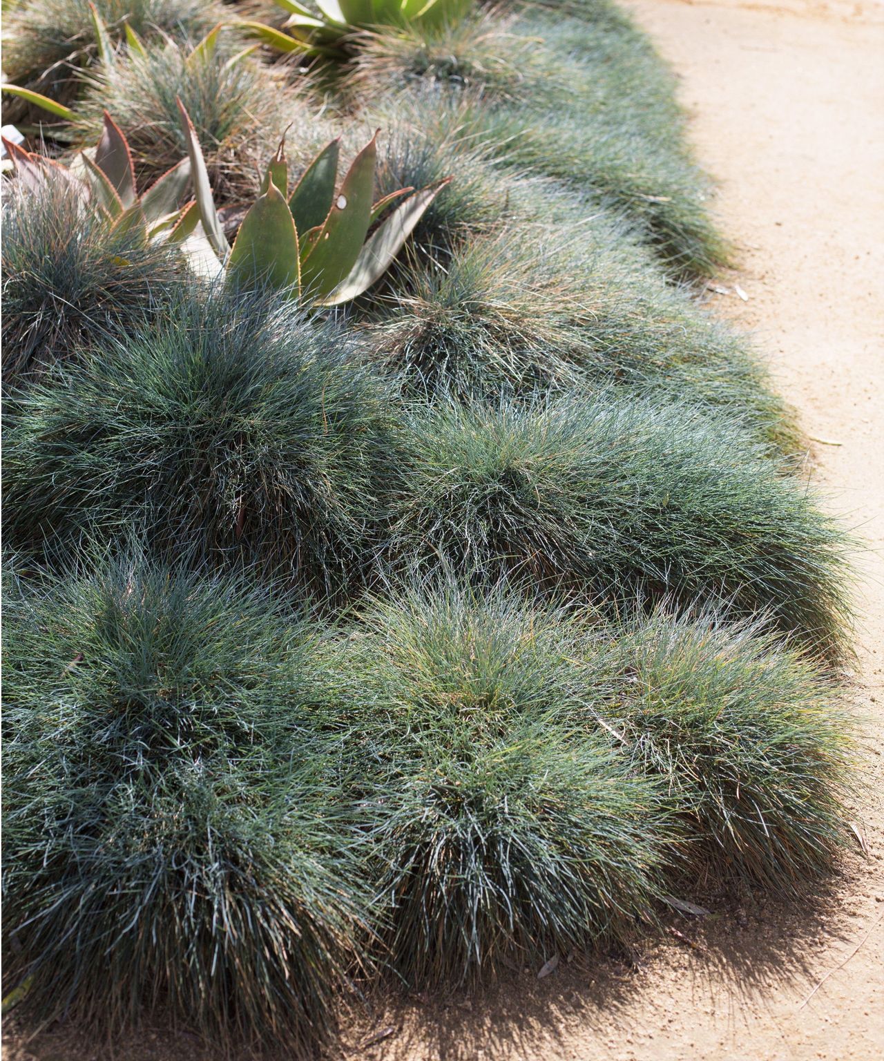 Best teal plants: 8 choices for GMG color of the year | Homes and Gardens