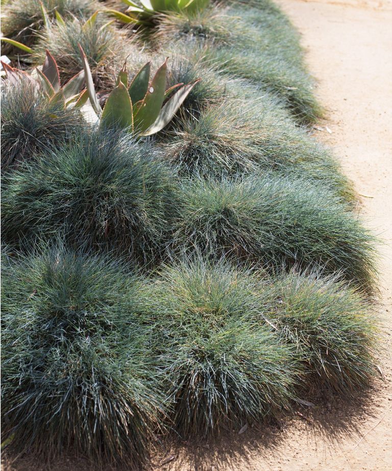 Best teal plants: 8 choices for GMG color of the year | Homes and Gardens