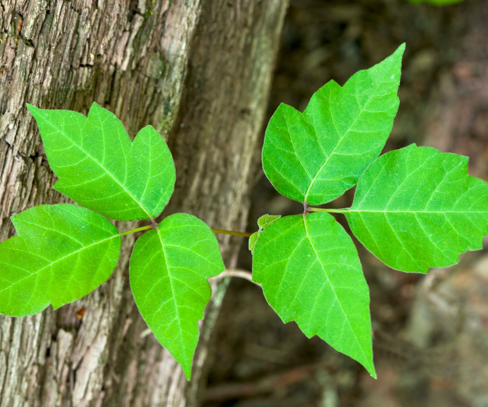Beware! 8 Poisonous Weeds You Shouldn't Touch Without Gloves ...