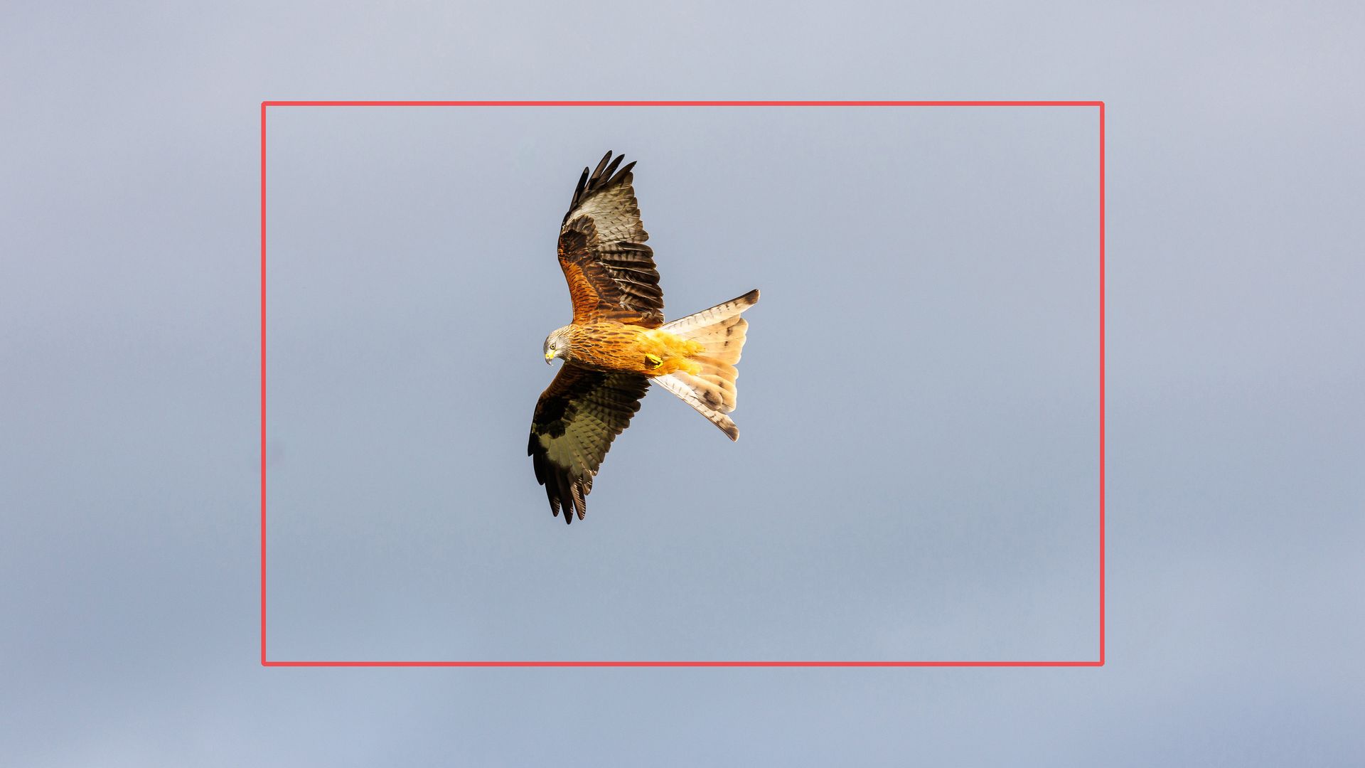 Understanding your Canon EOS R-series cameras’ crop mode | Digital ...