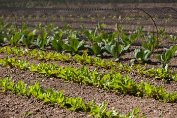 How to grow spinach: your go-to growing guide | Gardeningetc