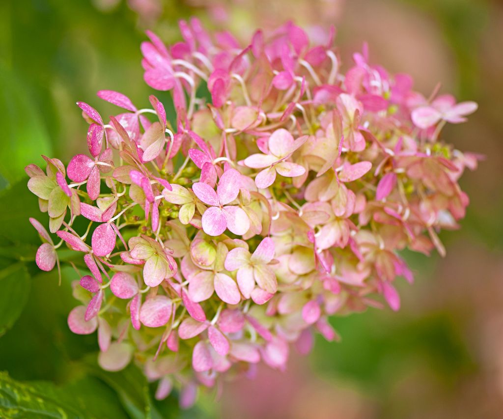 Best Panicle Hydrangea Varieties For Showy Bloom Perfection | Gardening ...