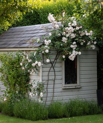 Climbing roses plant care and growing guide | Gardeningetc