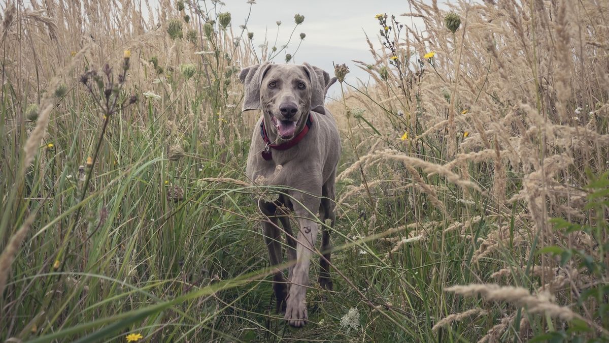 What are the best dogs for runners? | Advnture