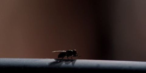 Breaking Bad: Why "Fly" Is A Masterpiece In The Popular Series ...