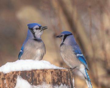 What Do Blue Jays Eat & How To Attract Them To Your Yard? | Gardening ...
