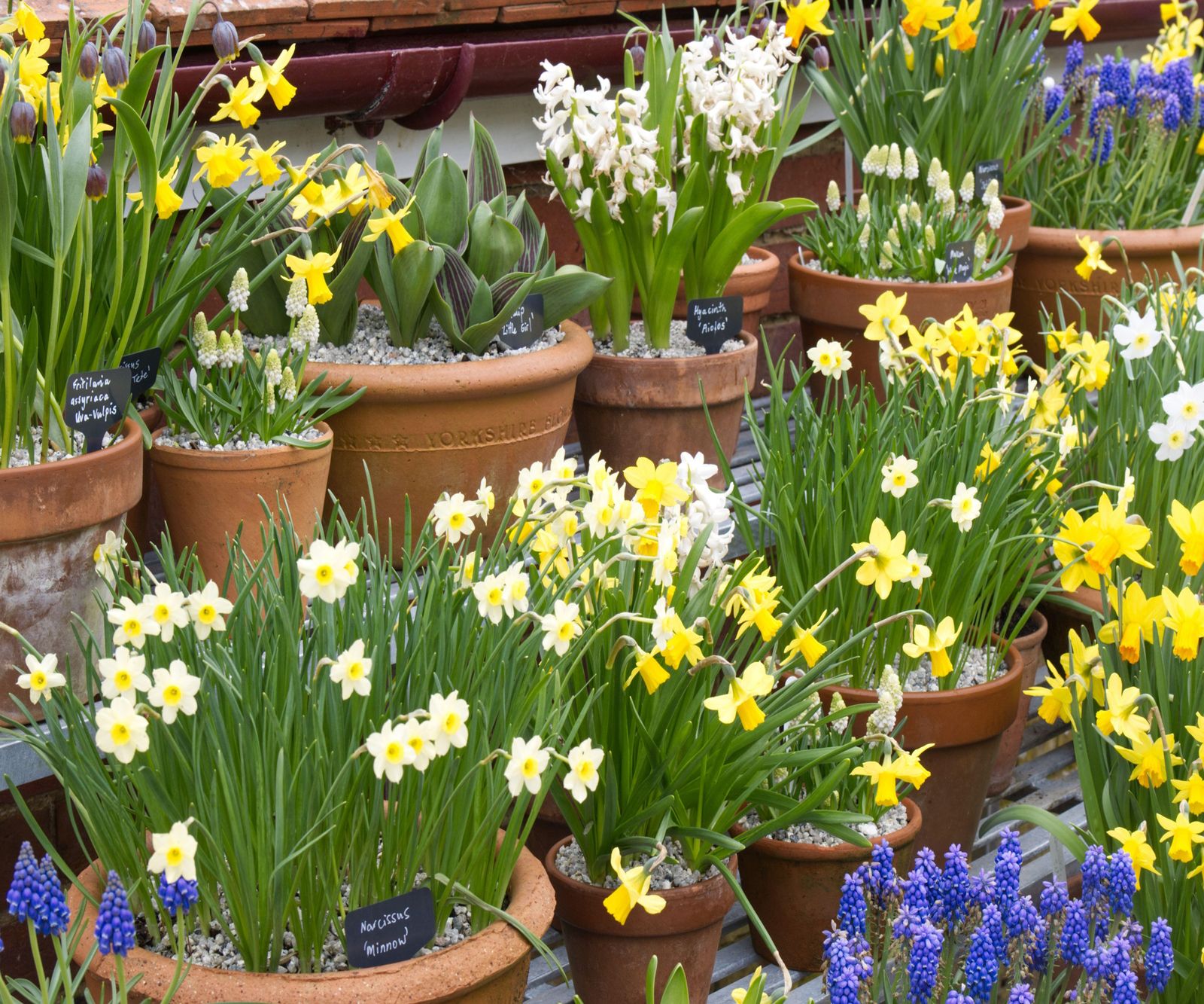 When to fertilize daffodils and the best feeds to use | Homes and Gardens