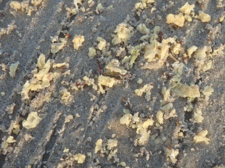 Photos: Weird Yellow Fluff Balls Wash Up on French Beaches: Page 3 ...