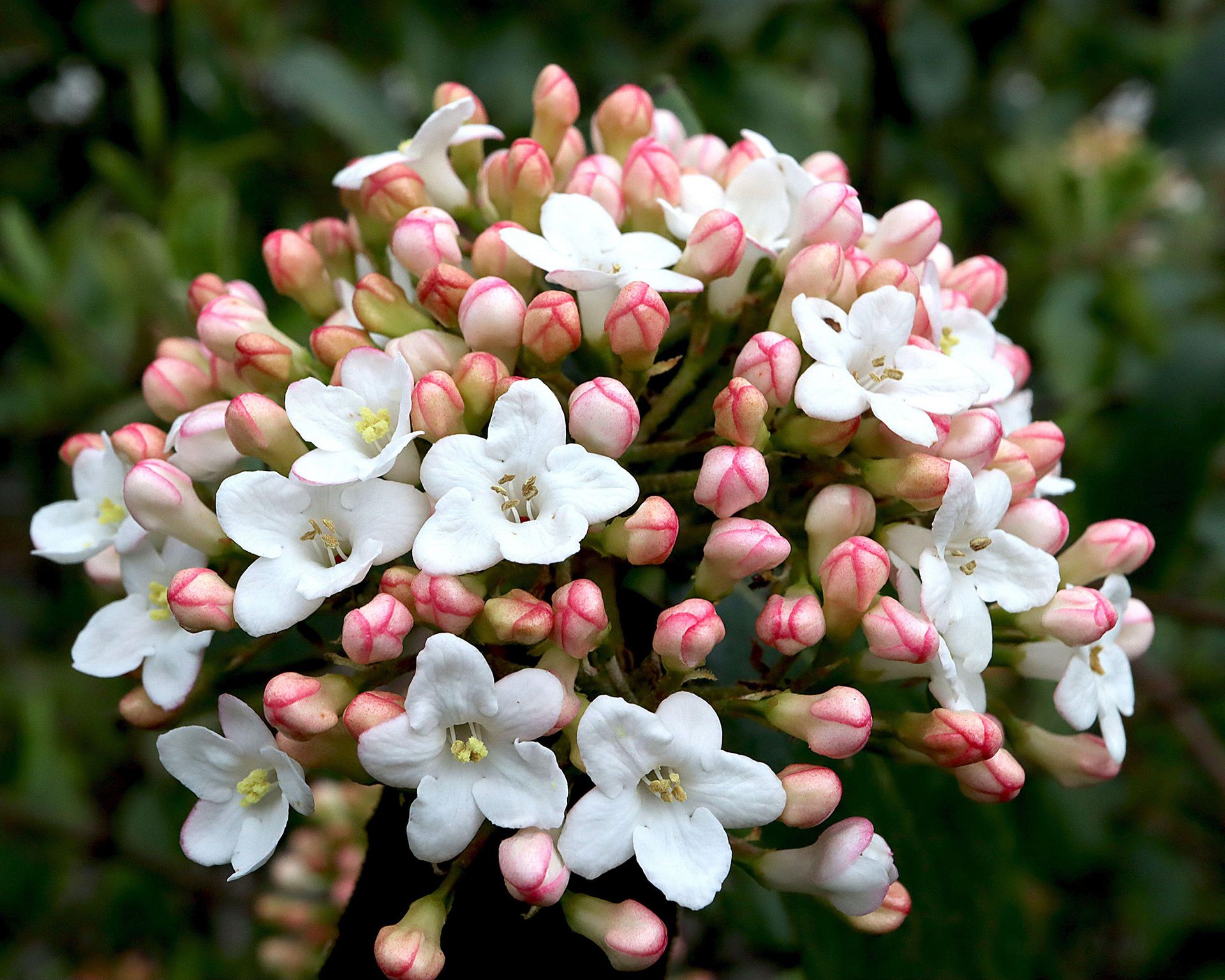 Types of viburnum: 16 evergreen and deciduous varieties for your plot ...