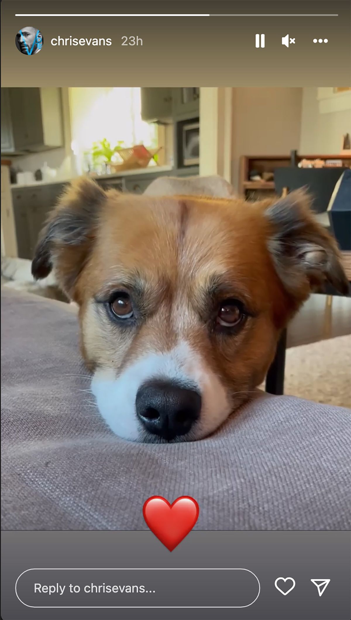 Start Your Weekend Right With This Utterly Adorable Look At Chris Evans ...