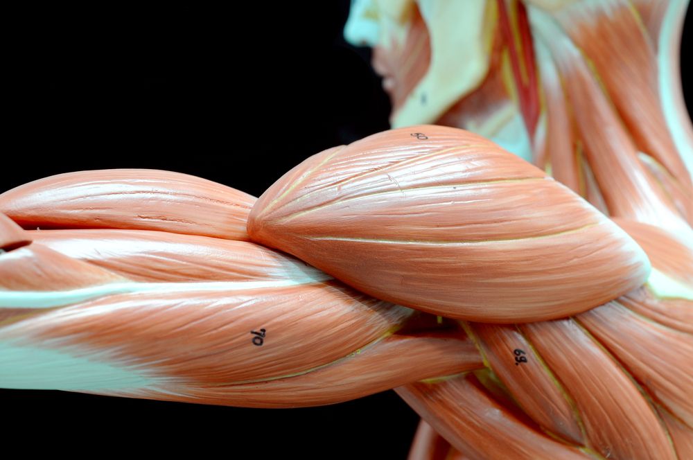 Working Human Mini Muscles Grown from Skin Cells in Scientific First ...