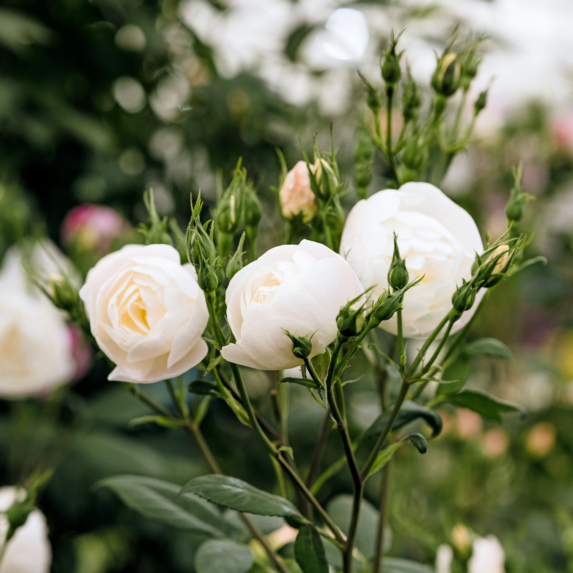 Charles Quest-Ritson: The 'Sir David Beckham' rose is so good that one ...