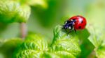 Here's why there are so many ladybugs right now, and how to prevent an ...