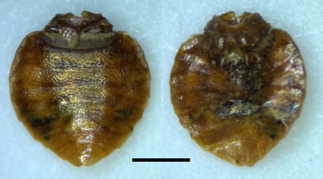 Did Bedbugs Bite Early Humans? Pest's Oldest Relatives Found in Oregon ...