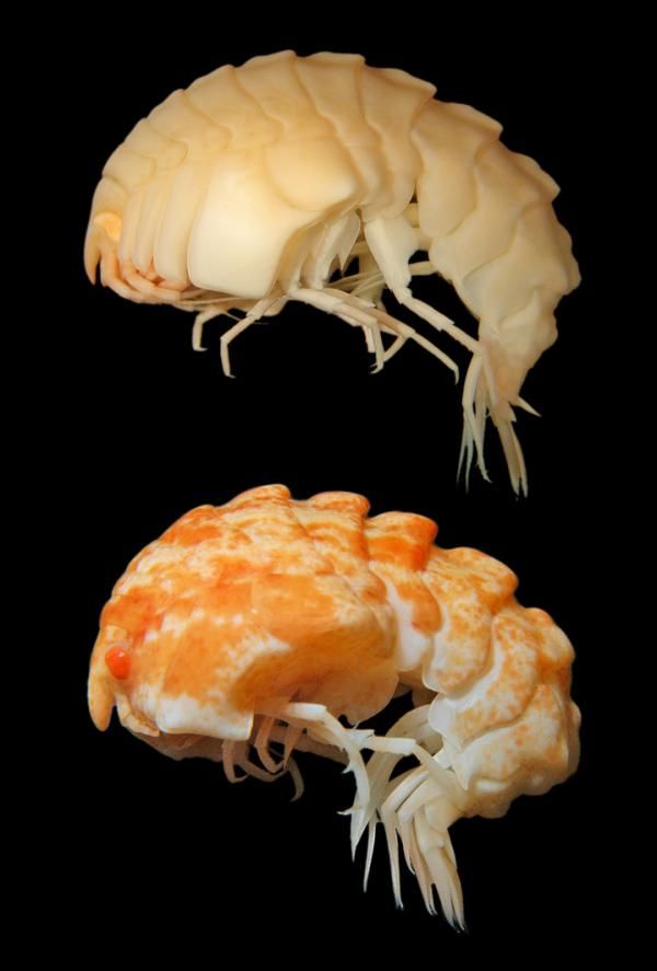 Creatures of the Frozen Deep: Antarctica's Sea Life | Live Science