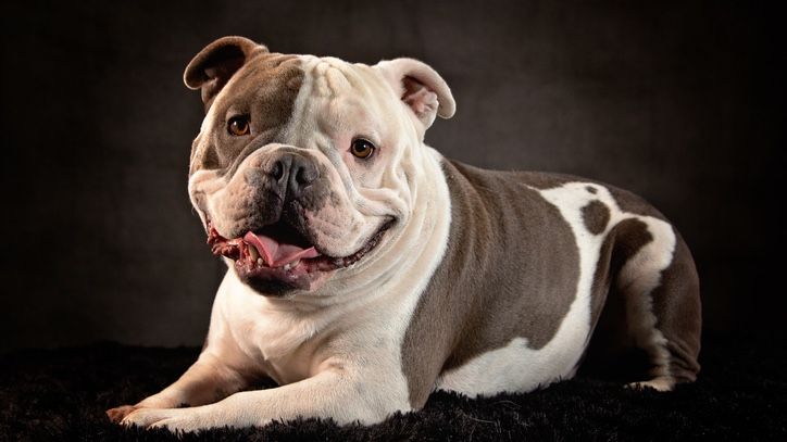 32 big dog breeds that make sensible pets | PetsRadar