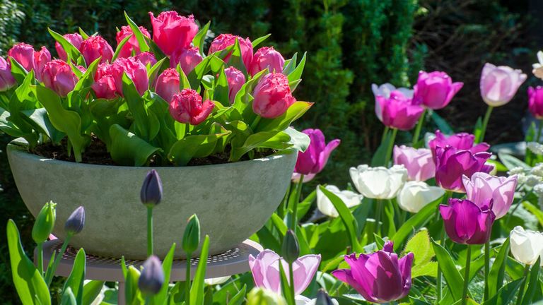 7 of the most popular tulip types explained | Homes and Gardens