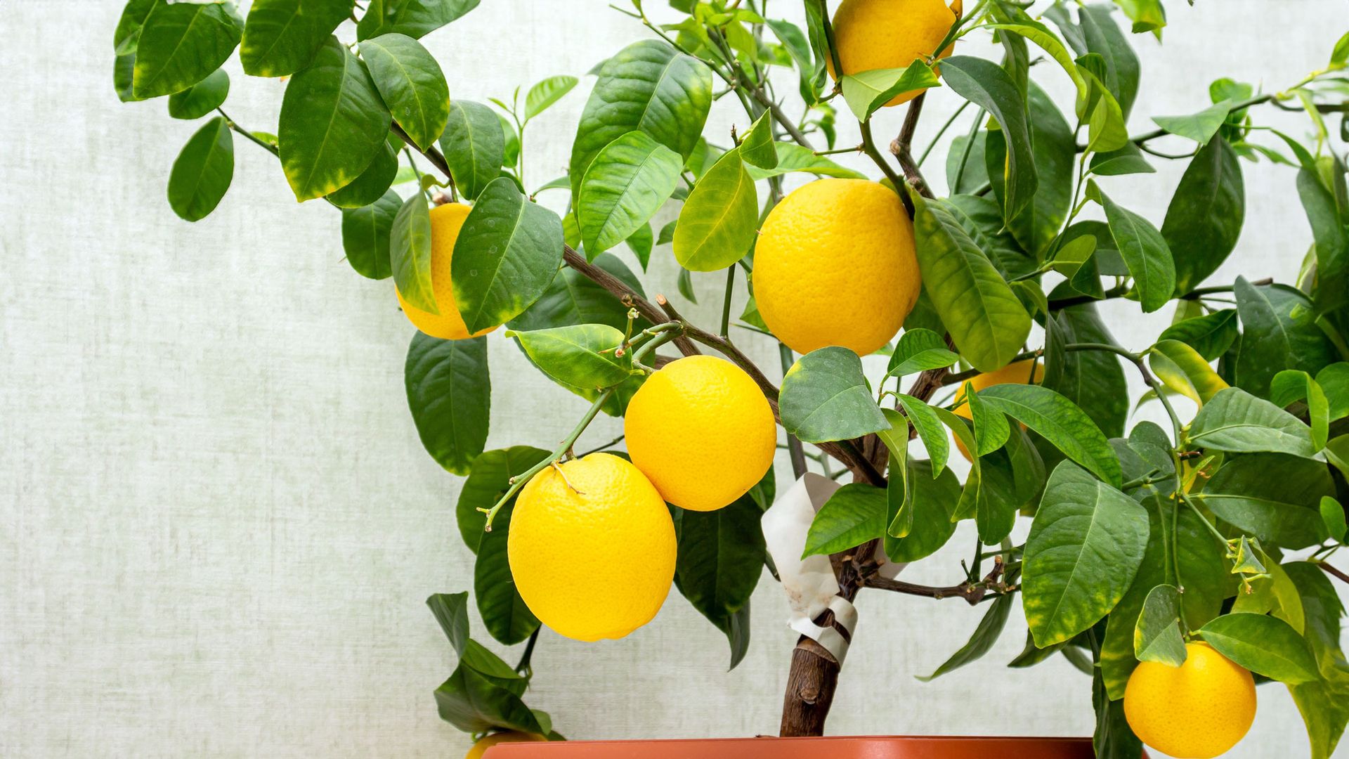 Pruning Lemon Trees in January | Easy Reset Trick For Fruit | Gardening ...