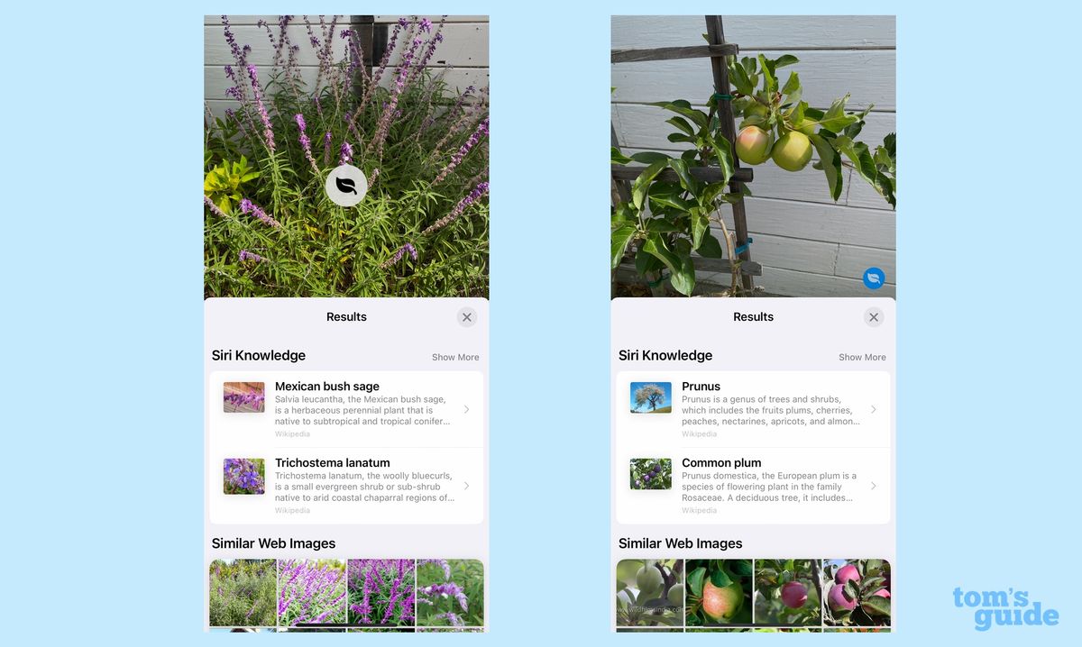 iOS 15 Live Text and Visual Look Up vs. Google Lens: How they compare ...