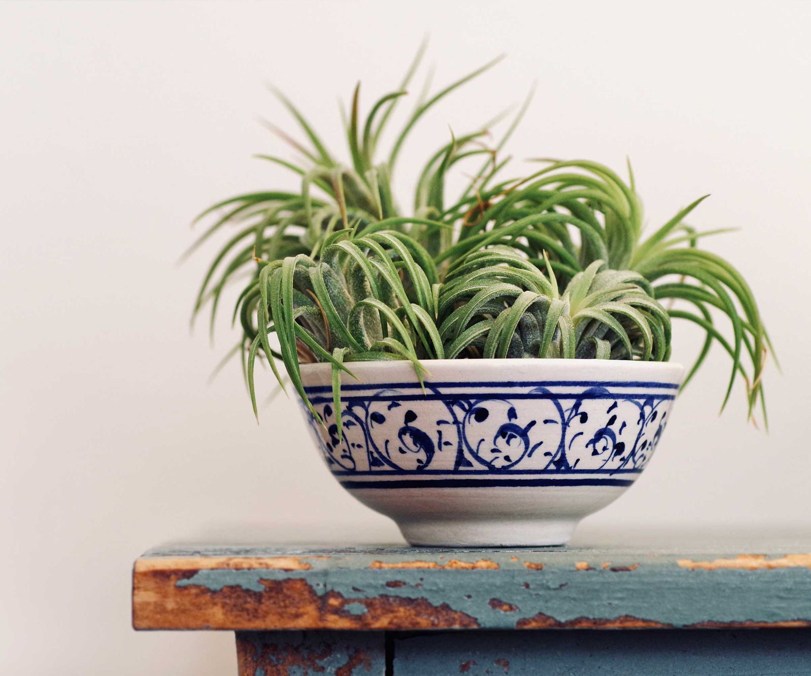 How to grow houseplants without soil: expert tips | Homes and Gardens