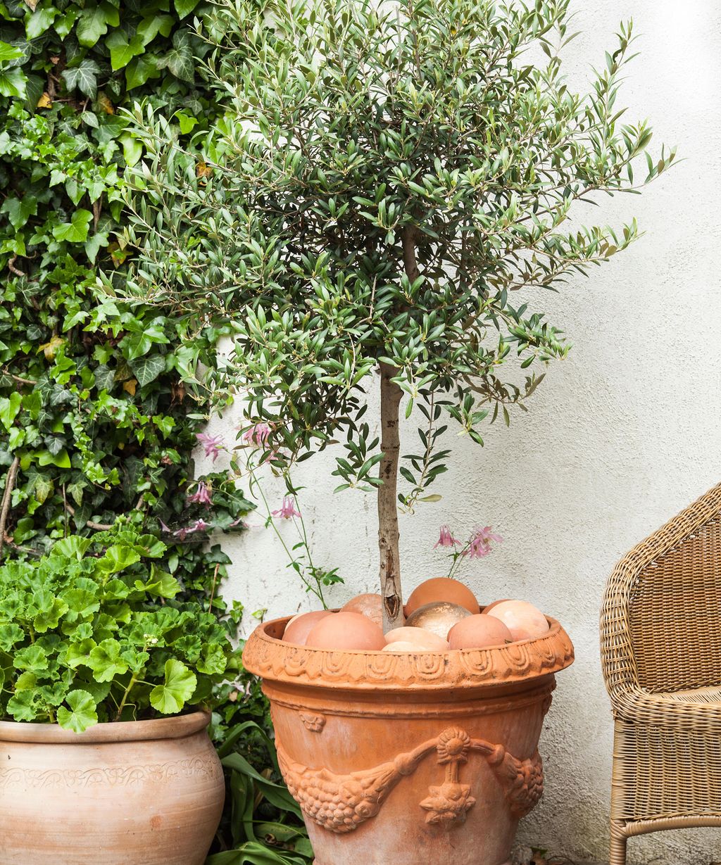 Best evergreen trees: 17 ways to add color and structure | Gardeningetc