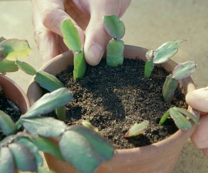 How to propagate a Christmas cactus: expert tips and advice | Homes and ...