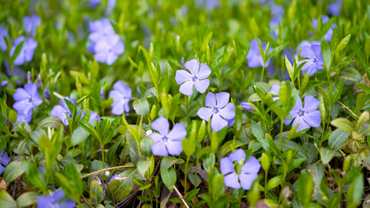 5 Invasive Ground Covers To Avoid & What To Grow Instead | Gardening ...