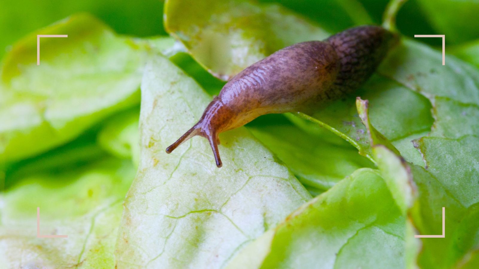 David Domoney reveals how to get rid of slugs naturally | Woman & Home
