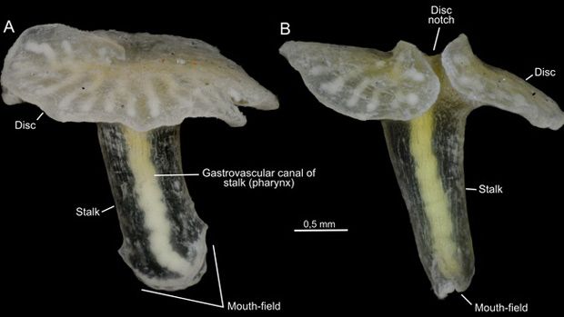 New deep-sea 'mushrooms' puzzle scientists | News | | The Week