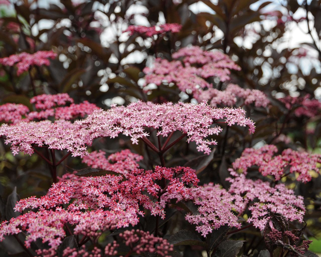 Best fast-growing plants: 10 speedy growers for your yard | Gardeningetc