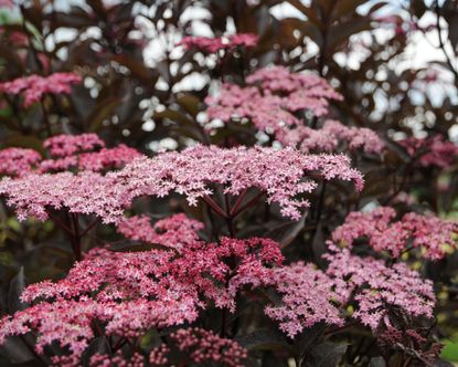 Best fast-growing plants: 10 speedy growers for your yard | Gardeningetc