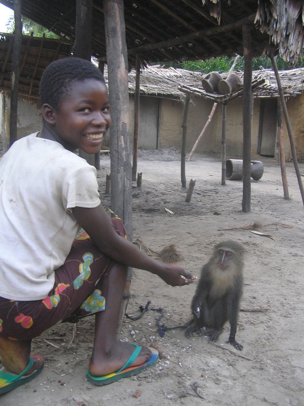 New, Colorful Monkey Species Discovered ǀ Newfound Species | Live Science