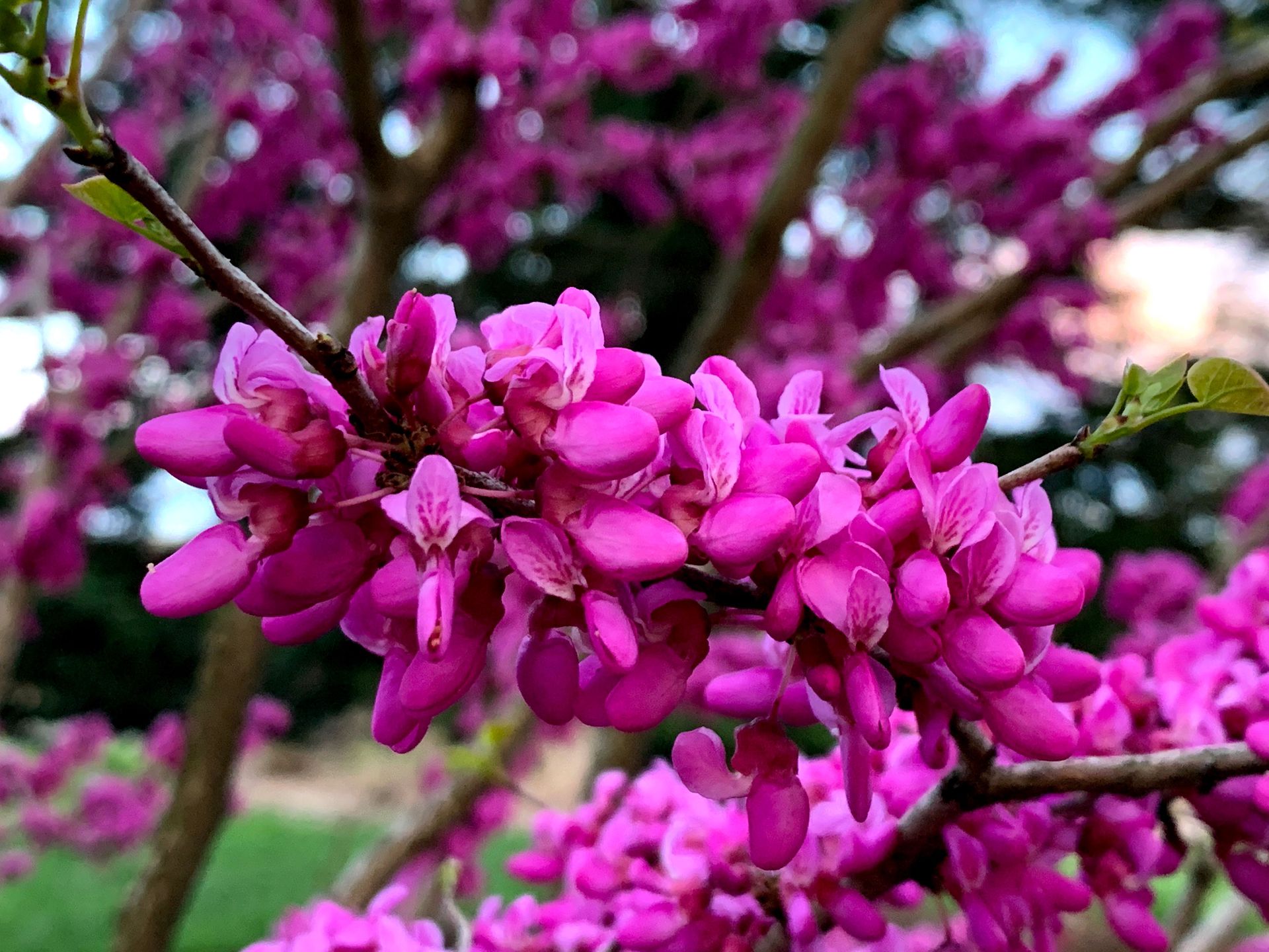 Best flowering trees: 8 beautiful varieties to add color and interest ...
