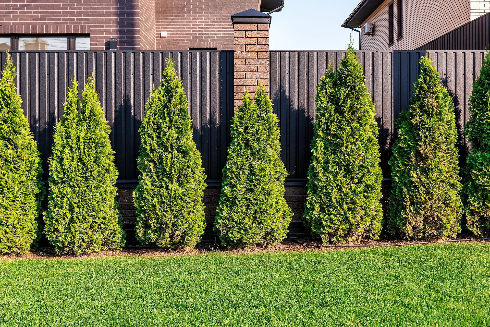 5 Affordable Privacy Trees That Create Screening on a Budget | Livingetc