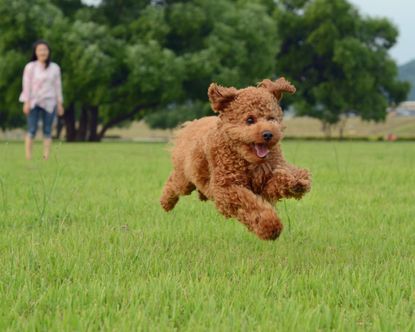 How to stop your dog jumping up, by expert trainer Ben Randall ...