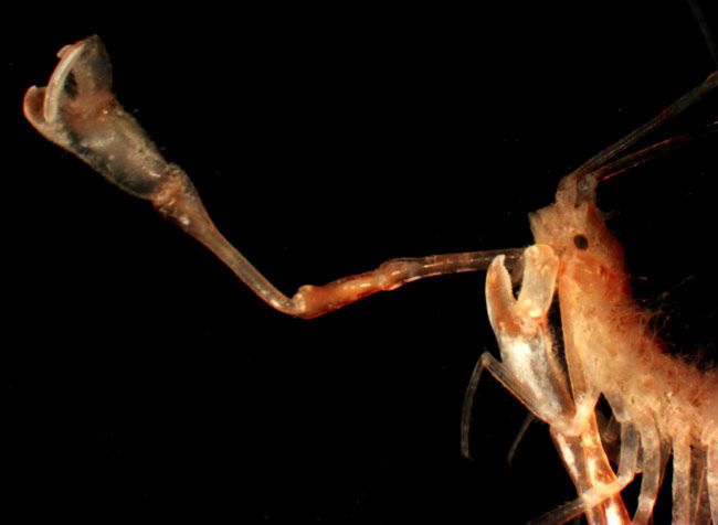 Image Gallery: Alien Life of the Antarctic | Live Science